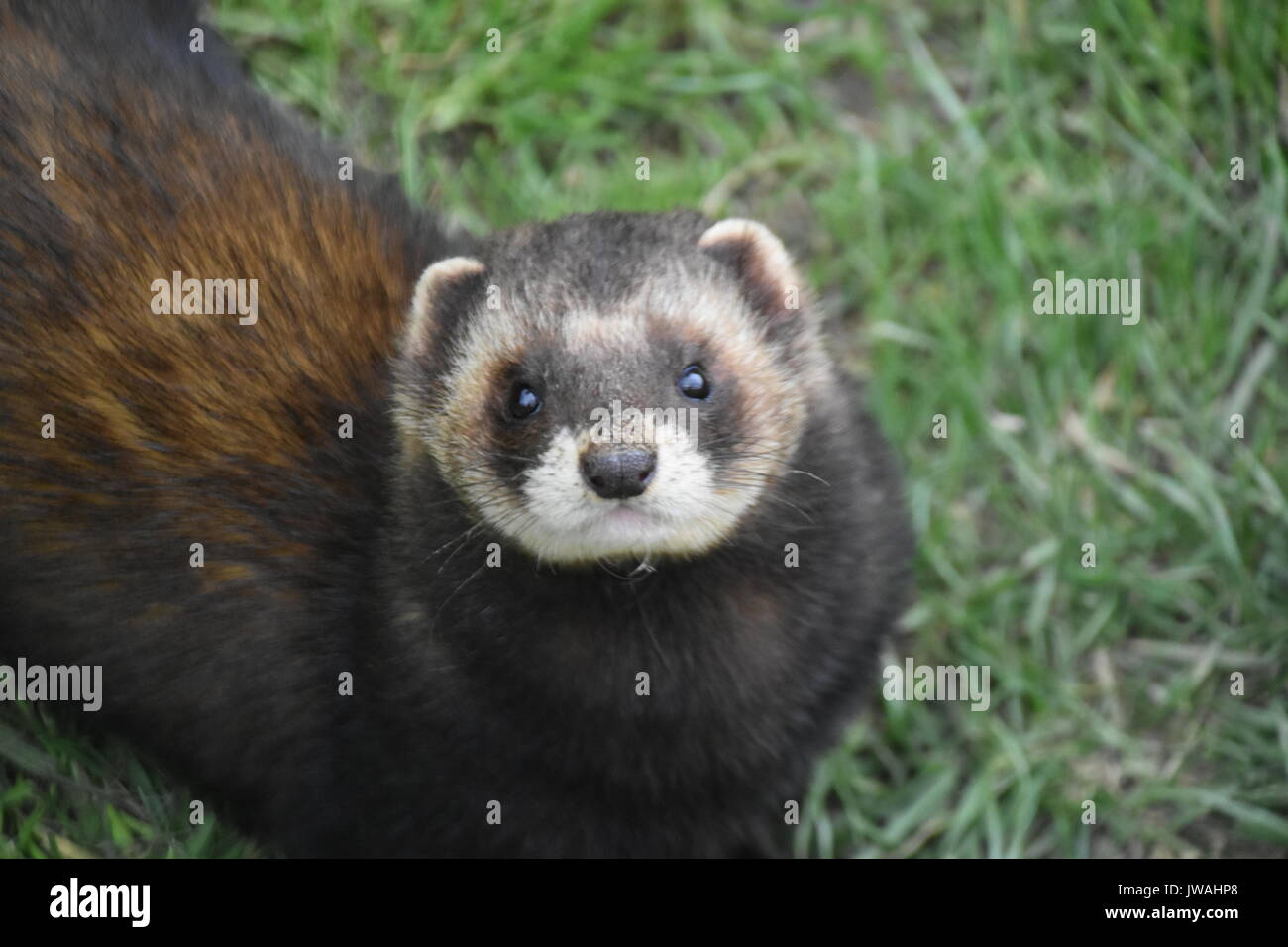 Striped polecat hi-res stock photography and images - Alamy
