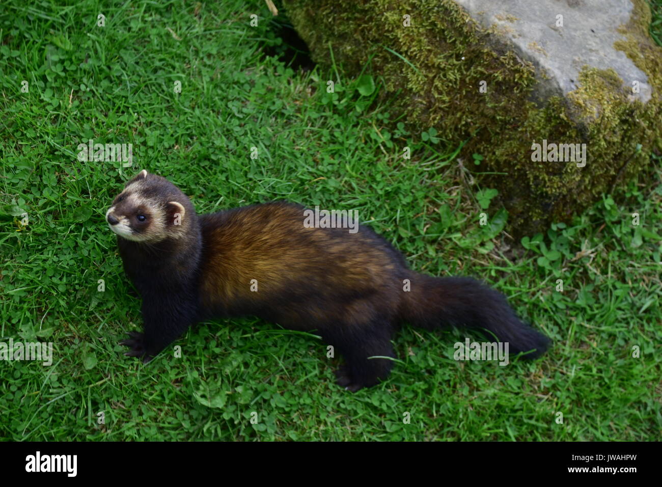 Striped pole cat hi-res stock photography and images - Alamy