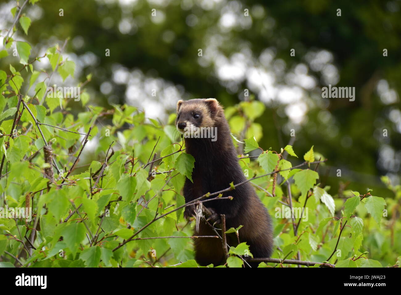 Wild European Polecat Stock Photo - Alamy