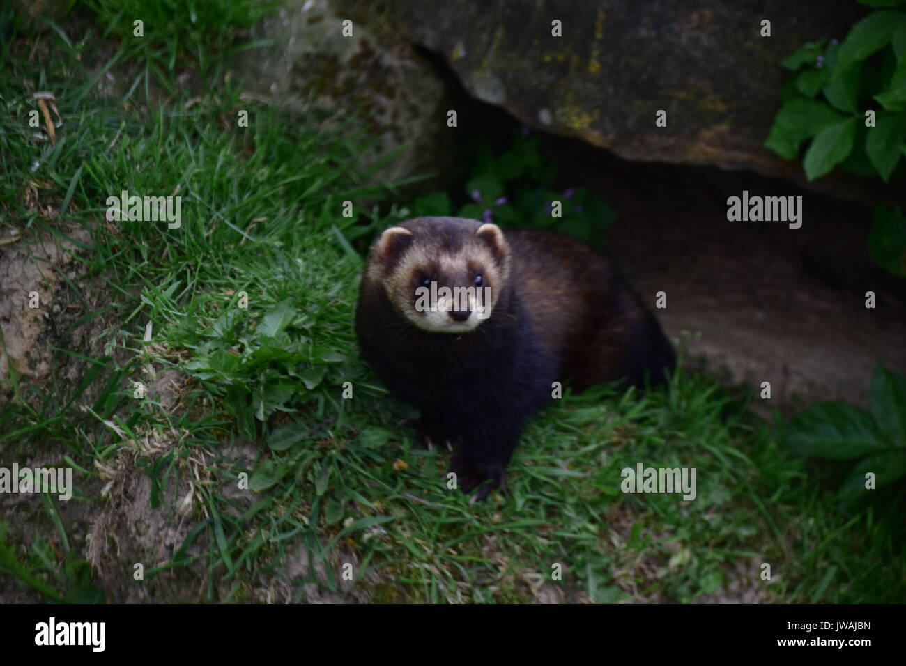Wild European Polecat Stock Photo - Alamy