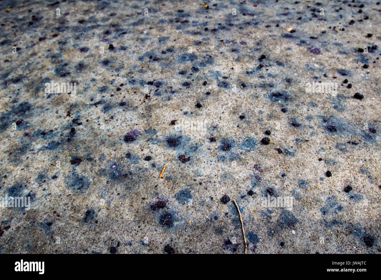 Mulberry Stains On Concrete Deals | www.valleyglass.com