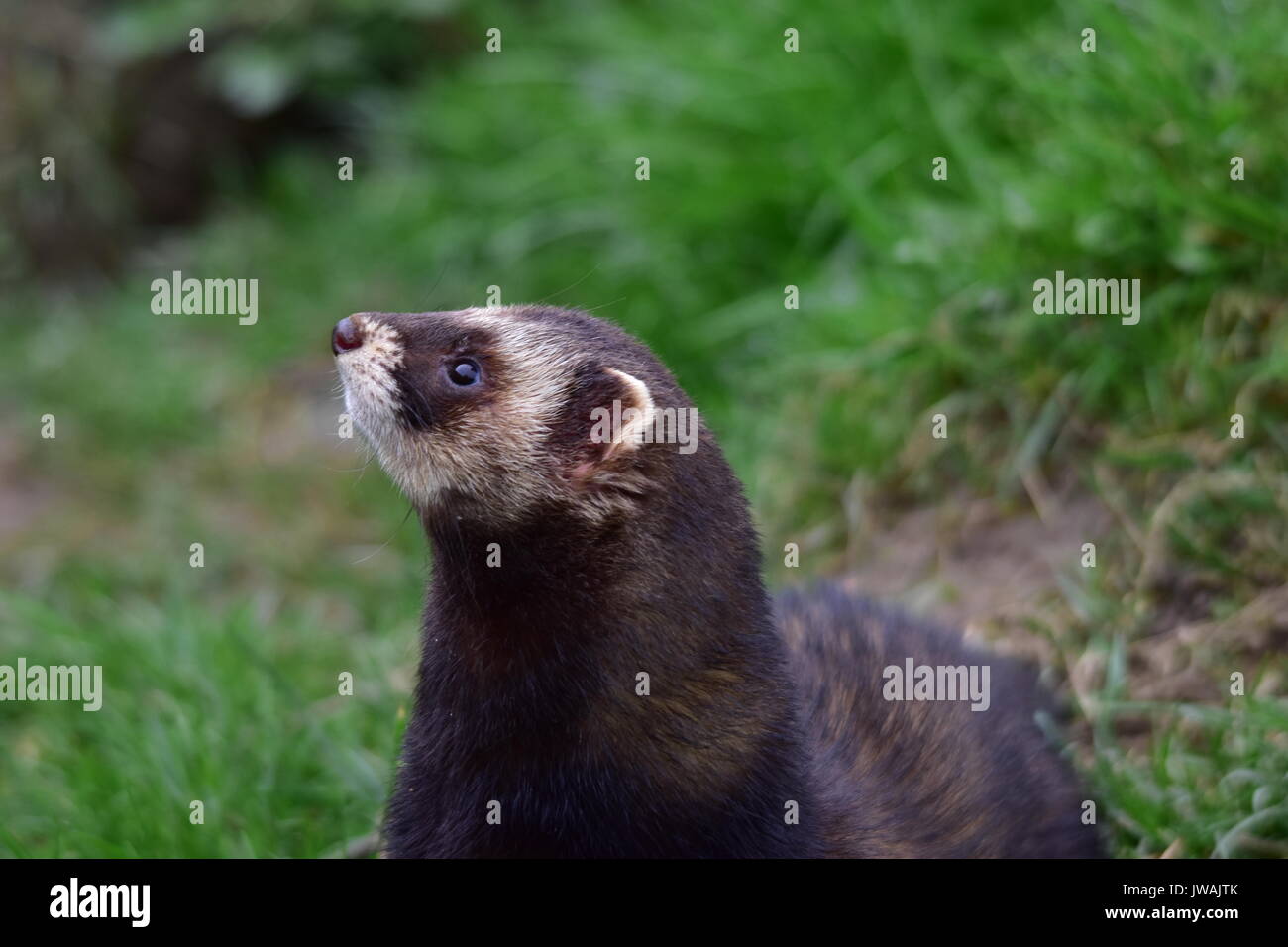 Polecats Black High Resolution Stock Photography and Images - Alamy