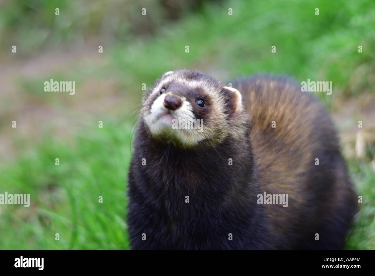 Polecats Black High Resolution Stock Photography and Images - Alamy