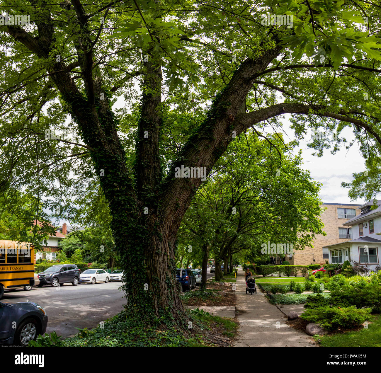 Vines around tree hi-res stock photography and images - Alamy