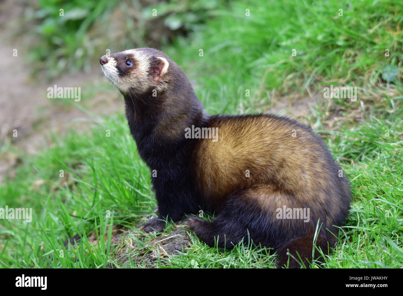 Wild European Polecat Stock Photo - Alamy