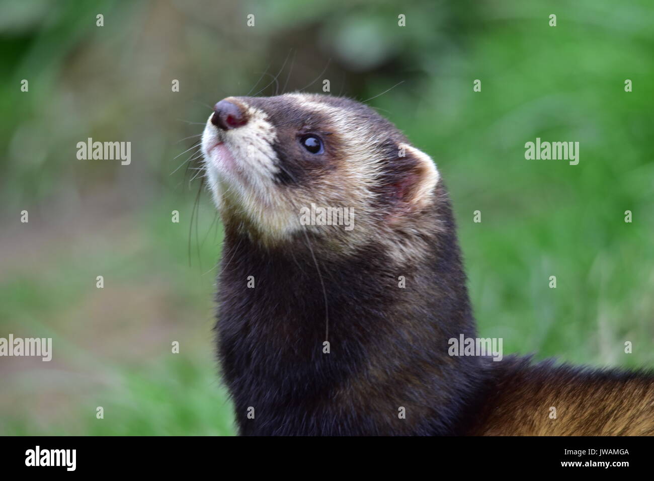 Wild European Polecat Stock Photo - Alamy
