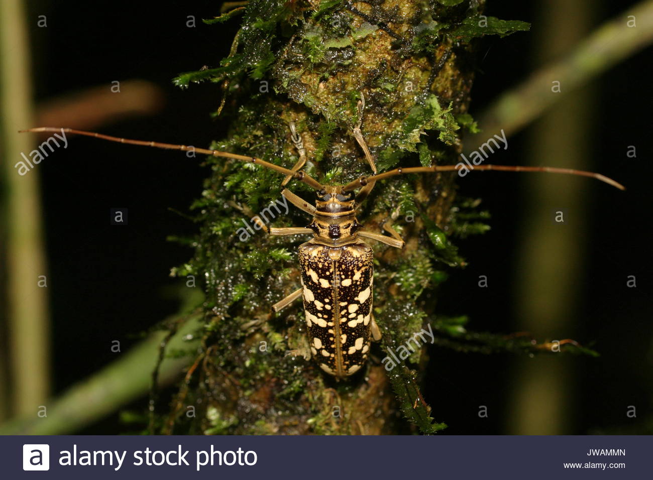 Cerambycid Stock Photos & Cerambycid Stock Images - Alamy