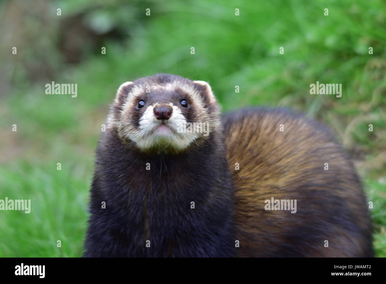 Wild European Polecat Stock Photo - Alamy