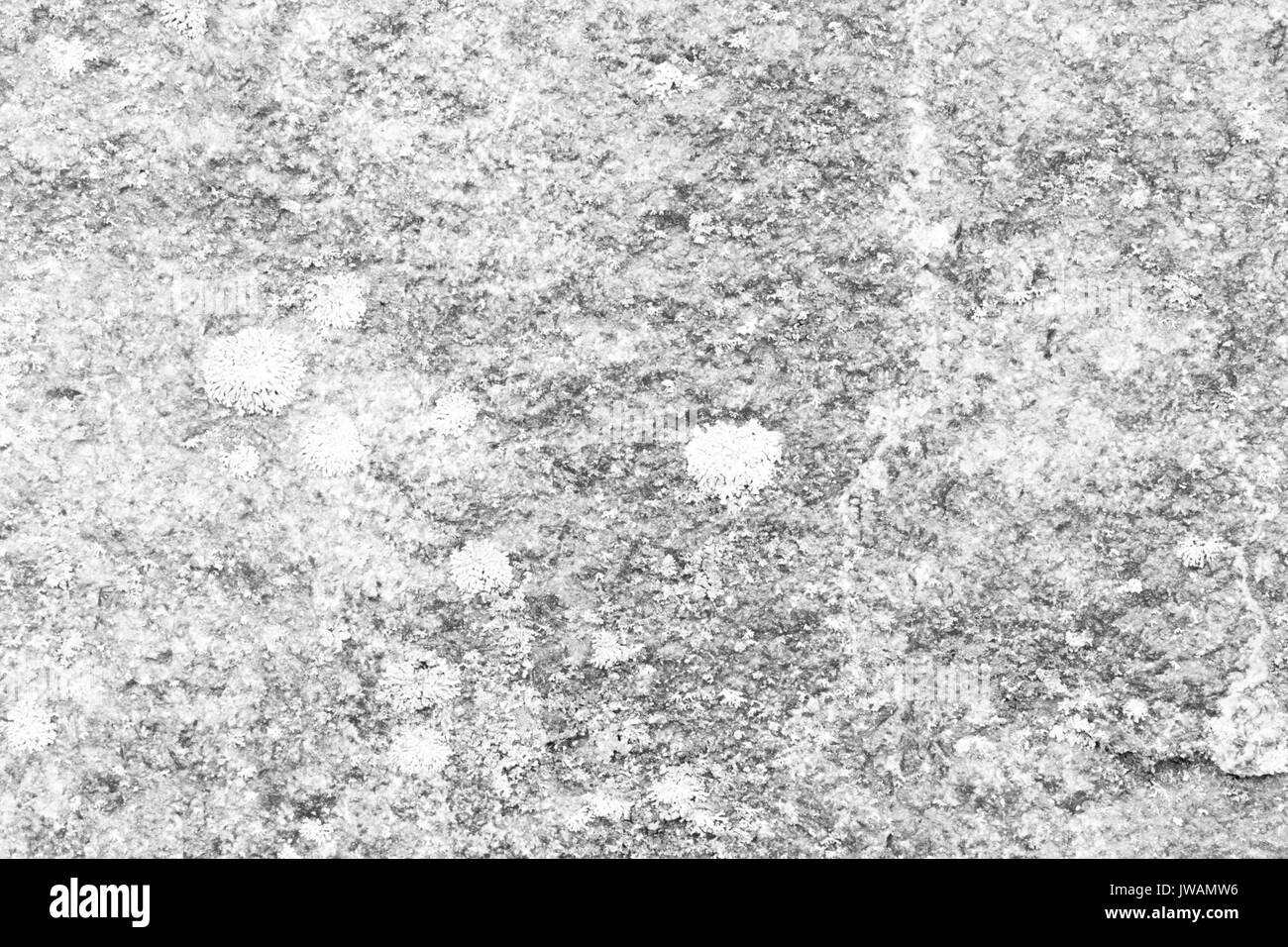 White stone surface as background. Abstract white texture Stock Photo ...
