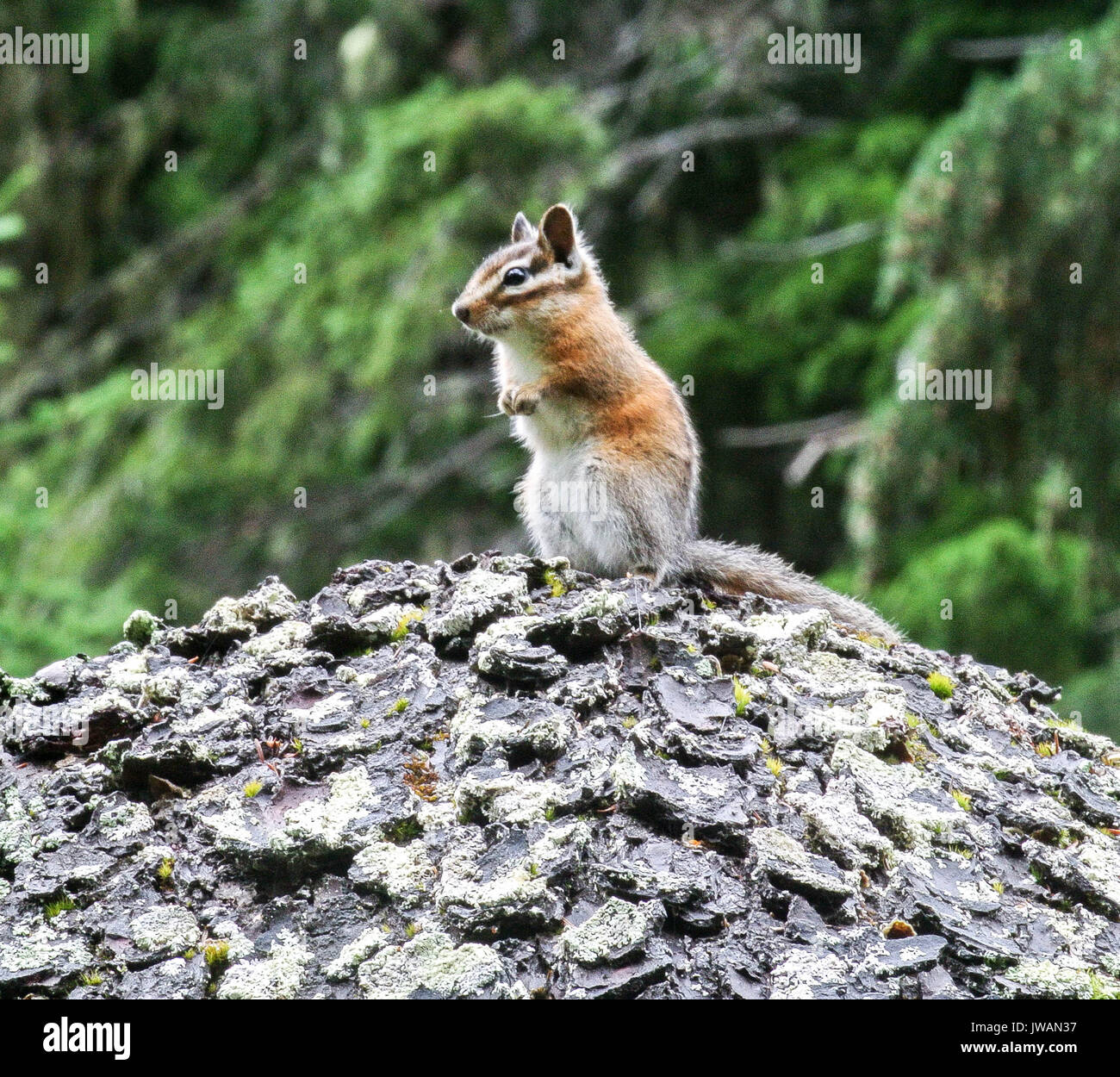 Chipmunk trail hi-res stock photography and images - Alamy