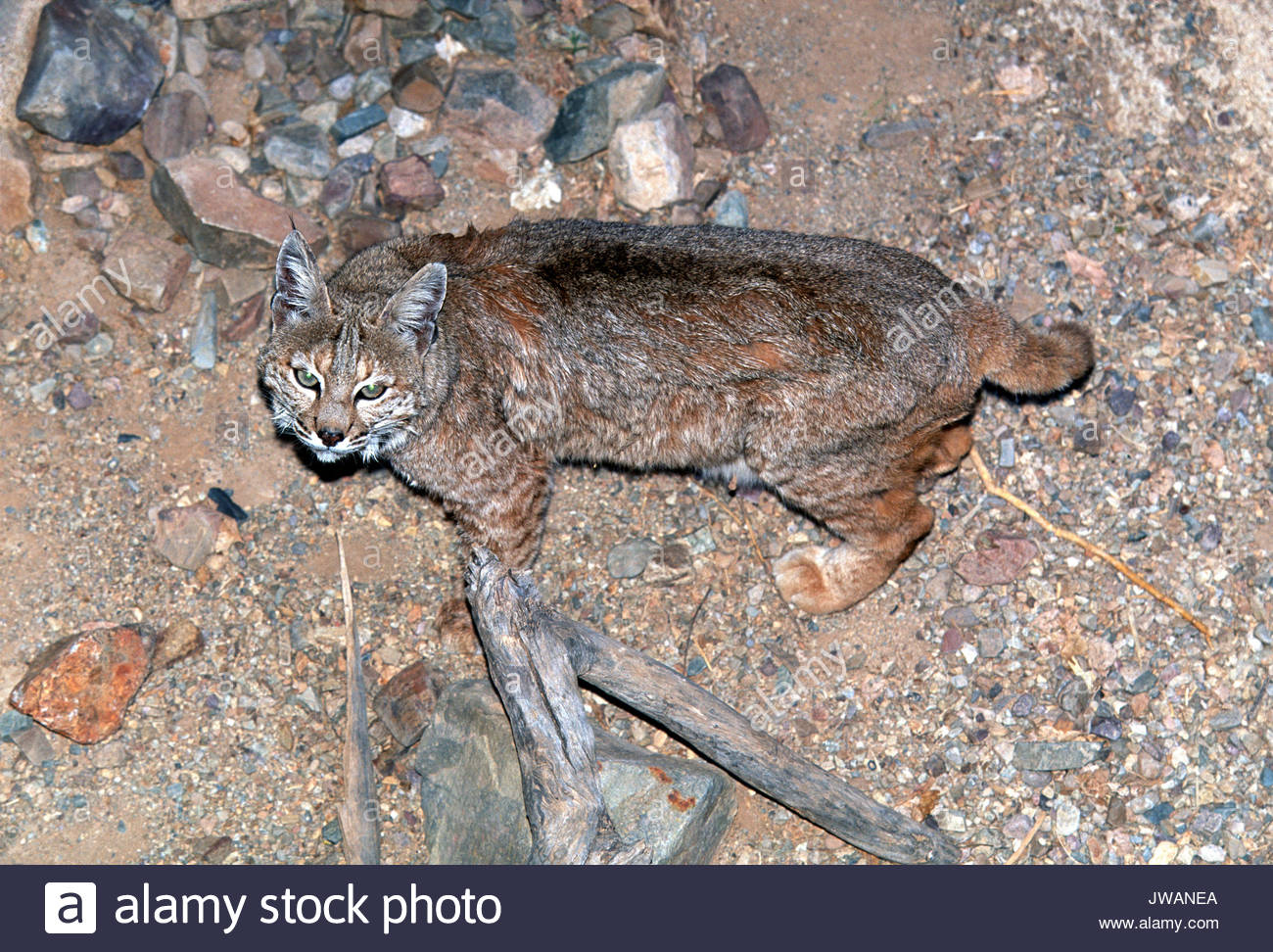 Canadian Lynx High Resolution Stock Photography and Images - Alamy