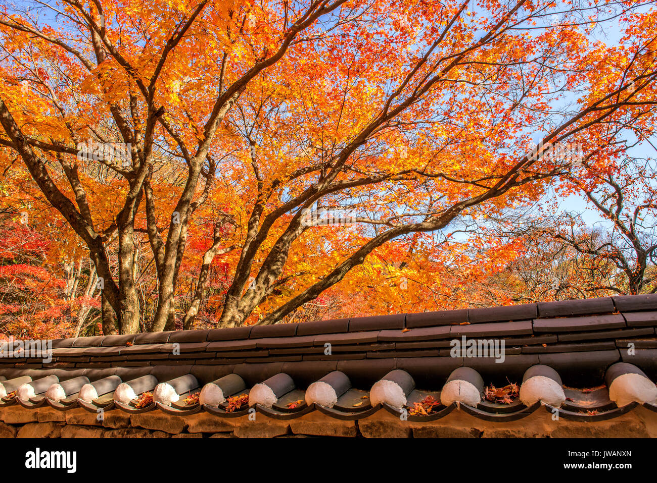 Maple tree in autumn in korea Stock Photo - Alamy