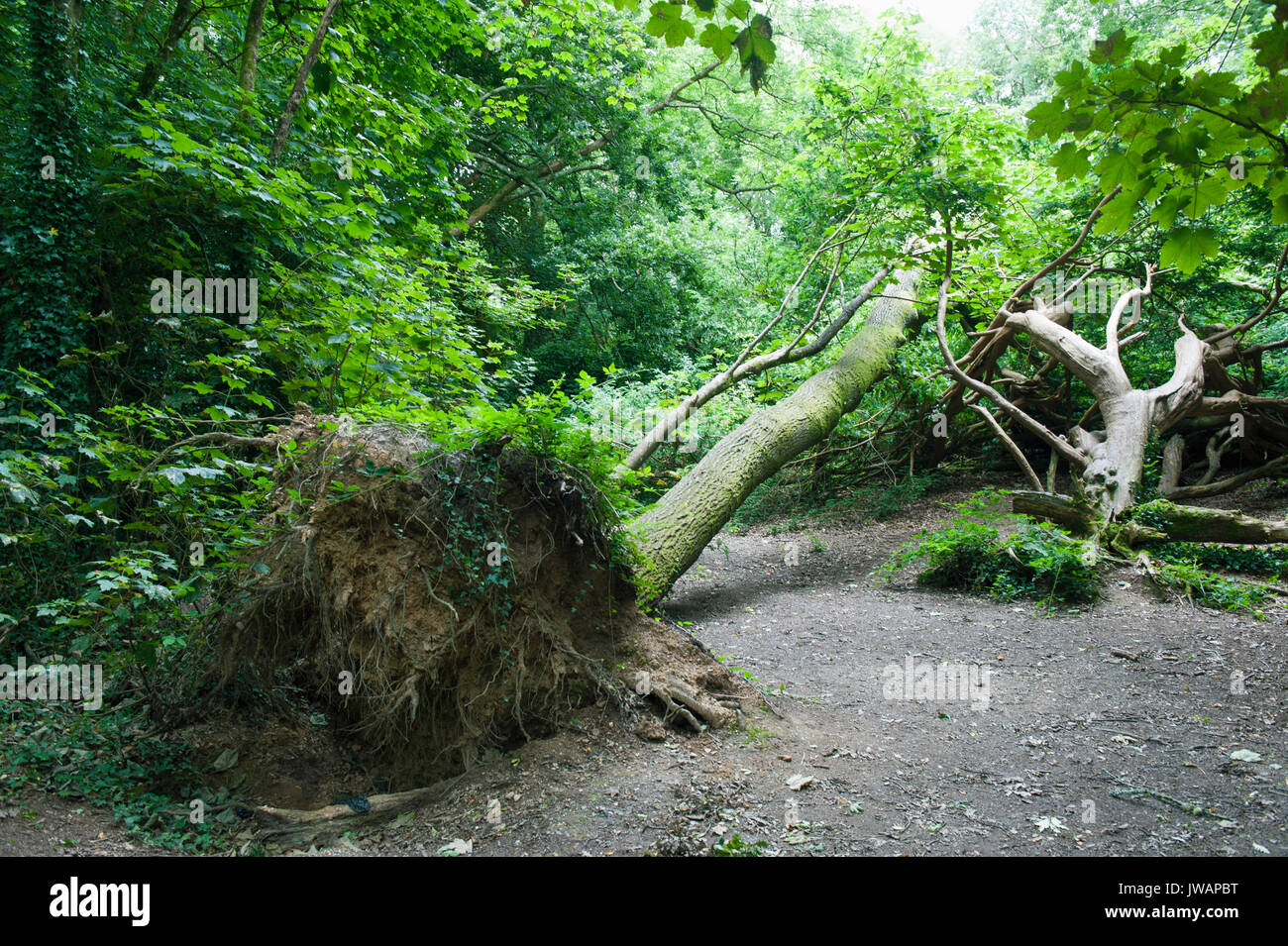 Fallen Tree at Tehidy Country Park Gardens in Cornwall Stock Photo - Alamy