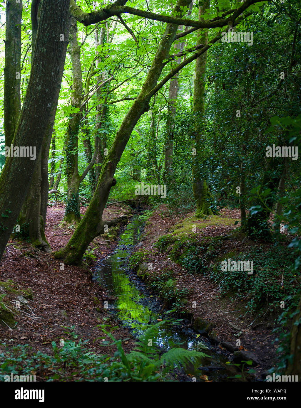 Tehidy Country Park Gardens in Cornwall Stock Photo - Alamy