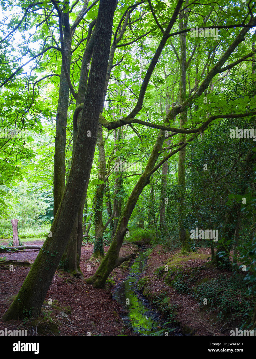 Tehidy Country Park Gardens in Cornwall Stock Photo - Alamy