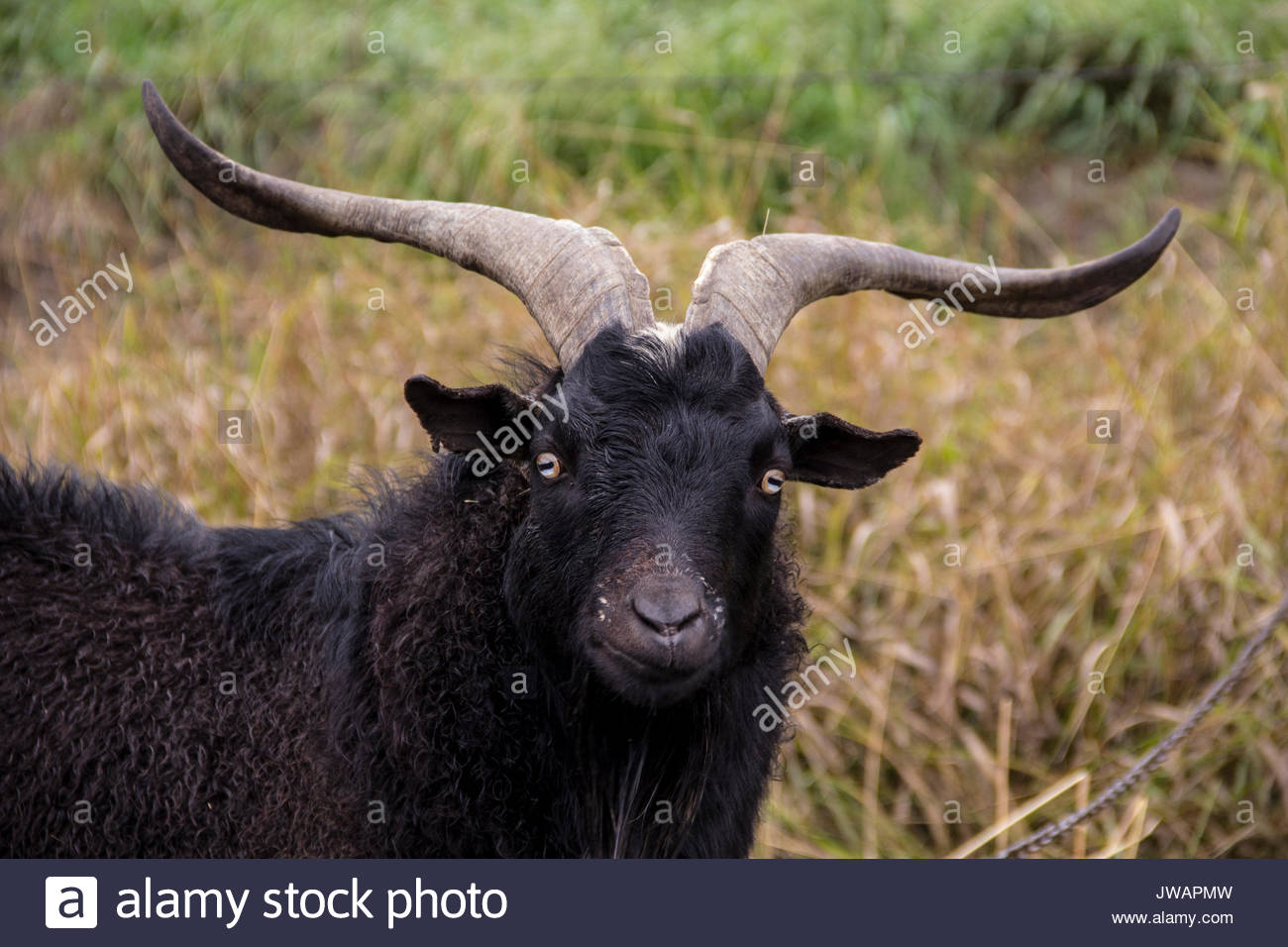 Cashmere Goat Capra Hircus Stock Photos & Cashmere Goat Capra Hircus ...