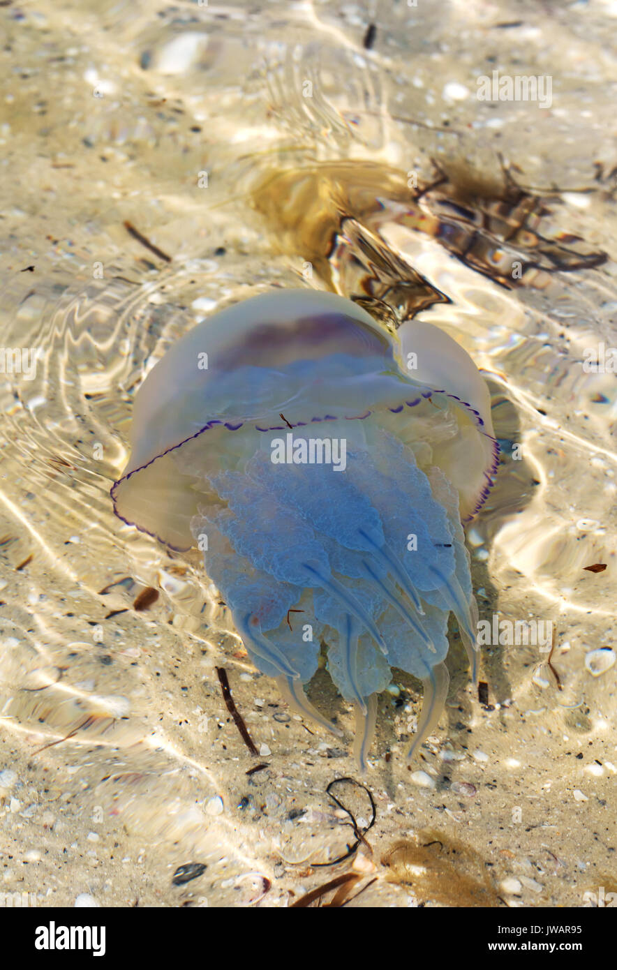 Rhizostomae hi-res stock photography and images - Alamy