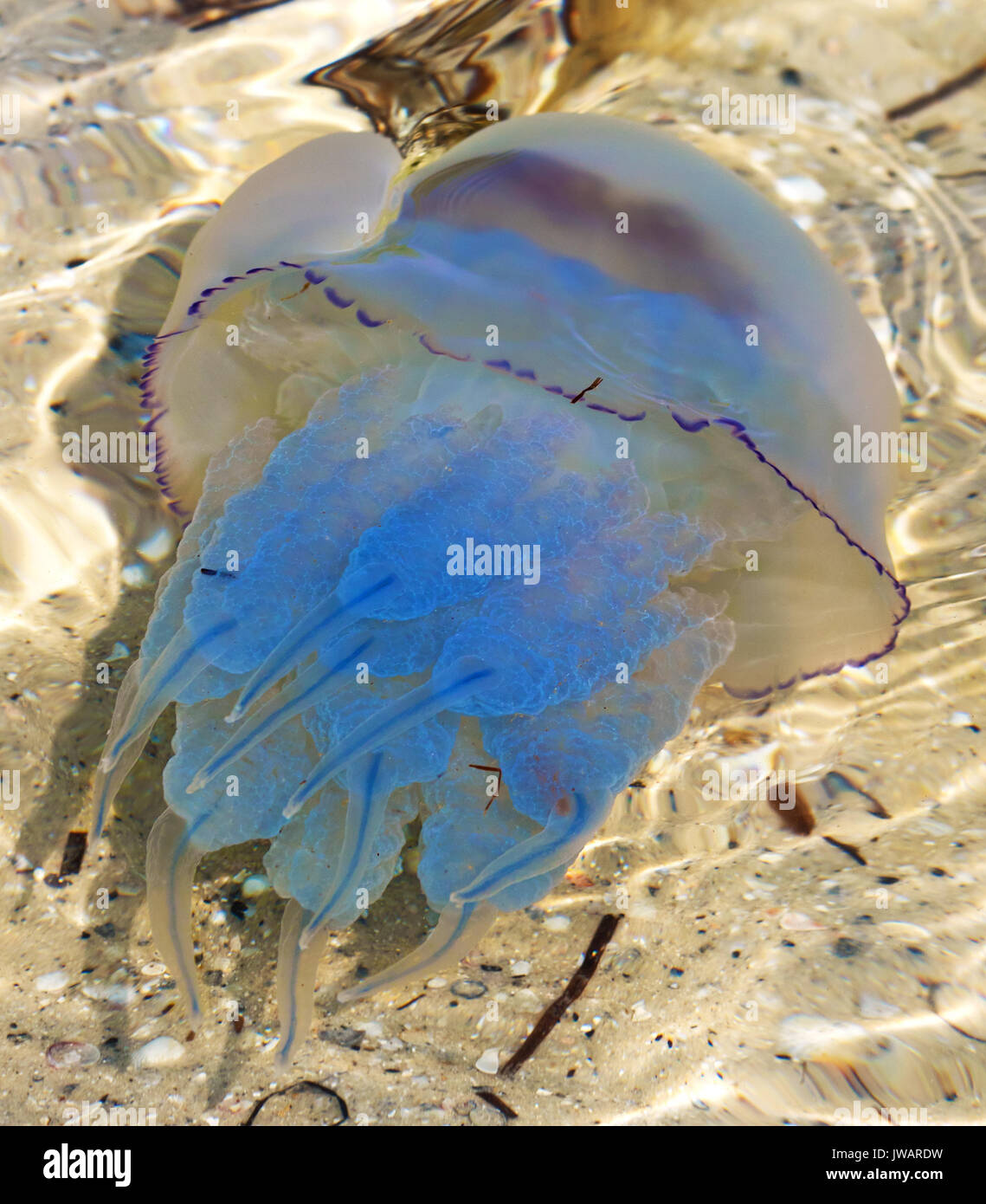 Jellyfish (Rhizostomae) in sea at sun summer day. Close-up view Stock ...