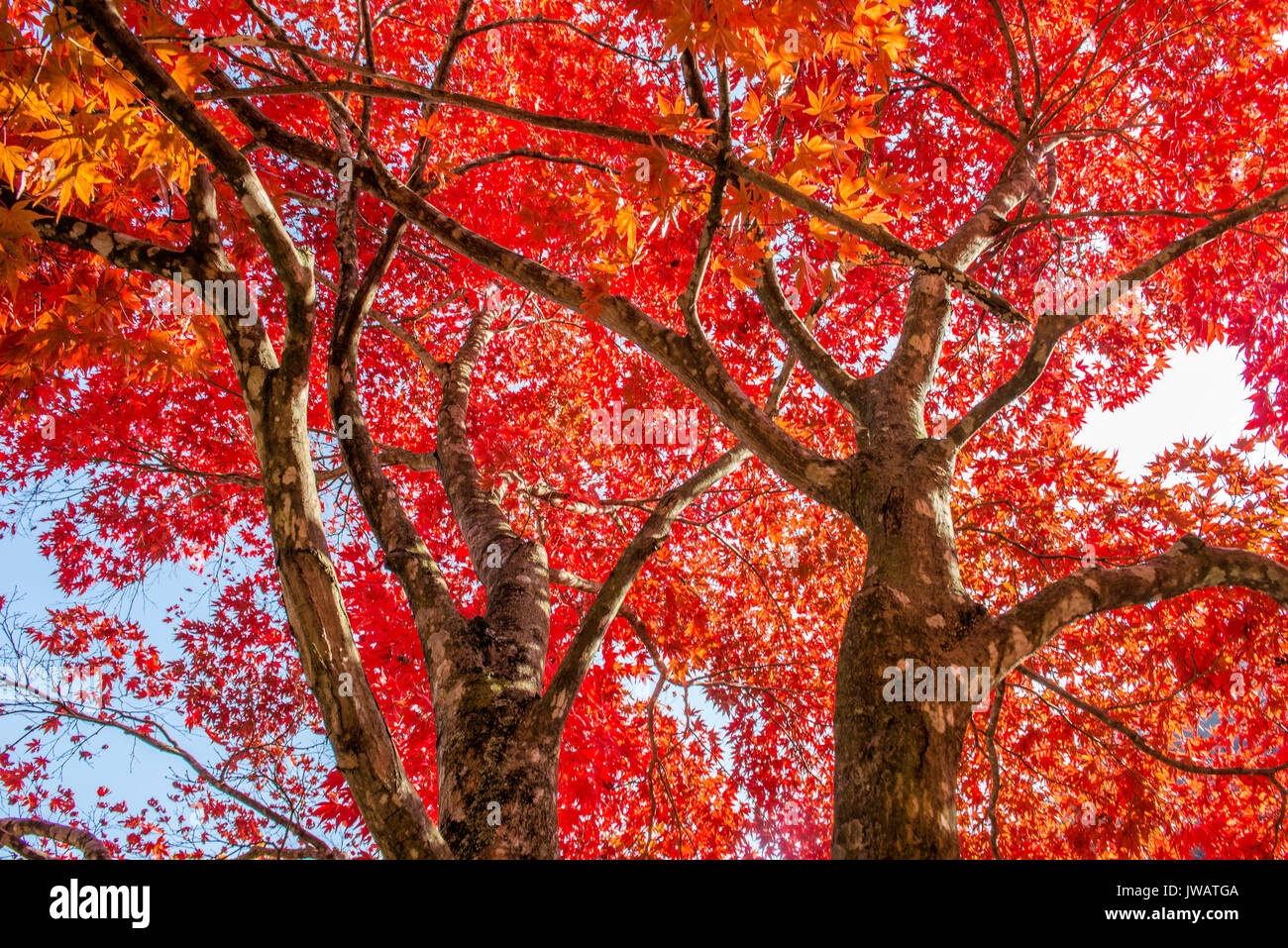 Maple tree in autumn in korea Stock Photo - Alamy