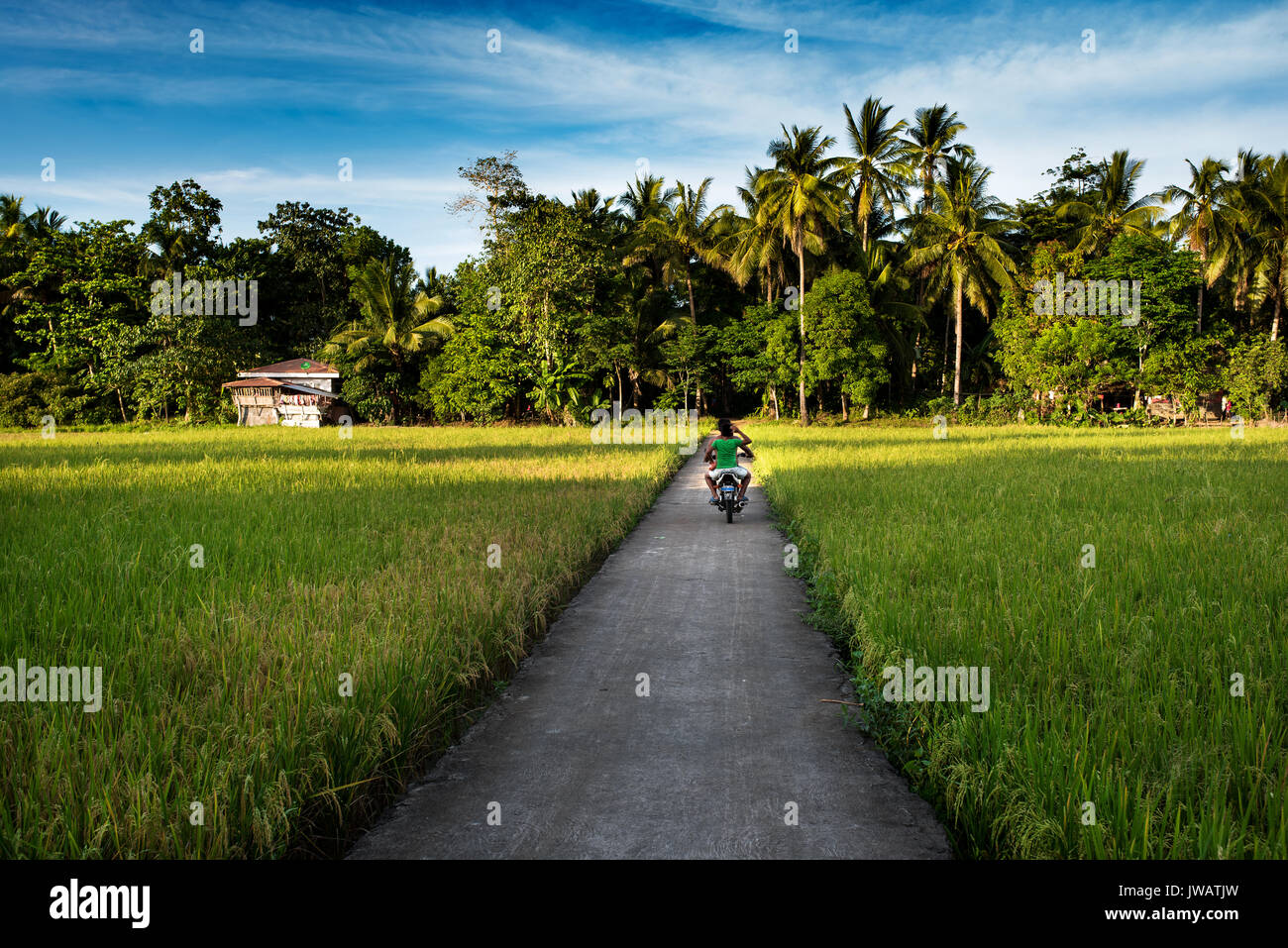 Philippines rice field hi-res stock photography and images - Alamy