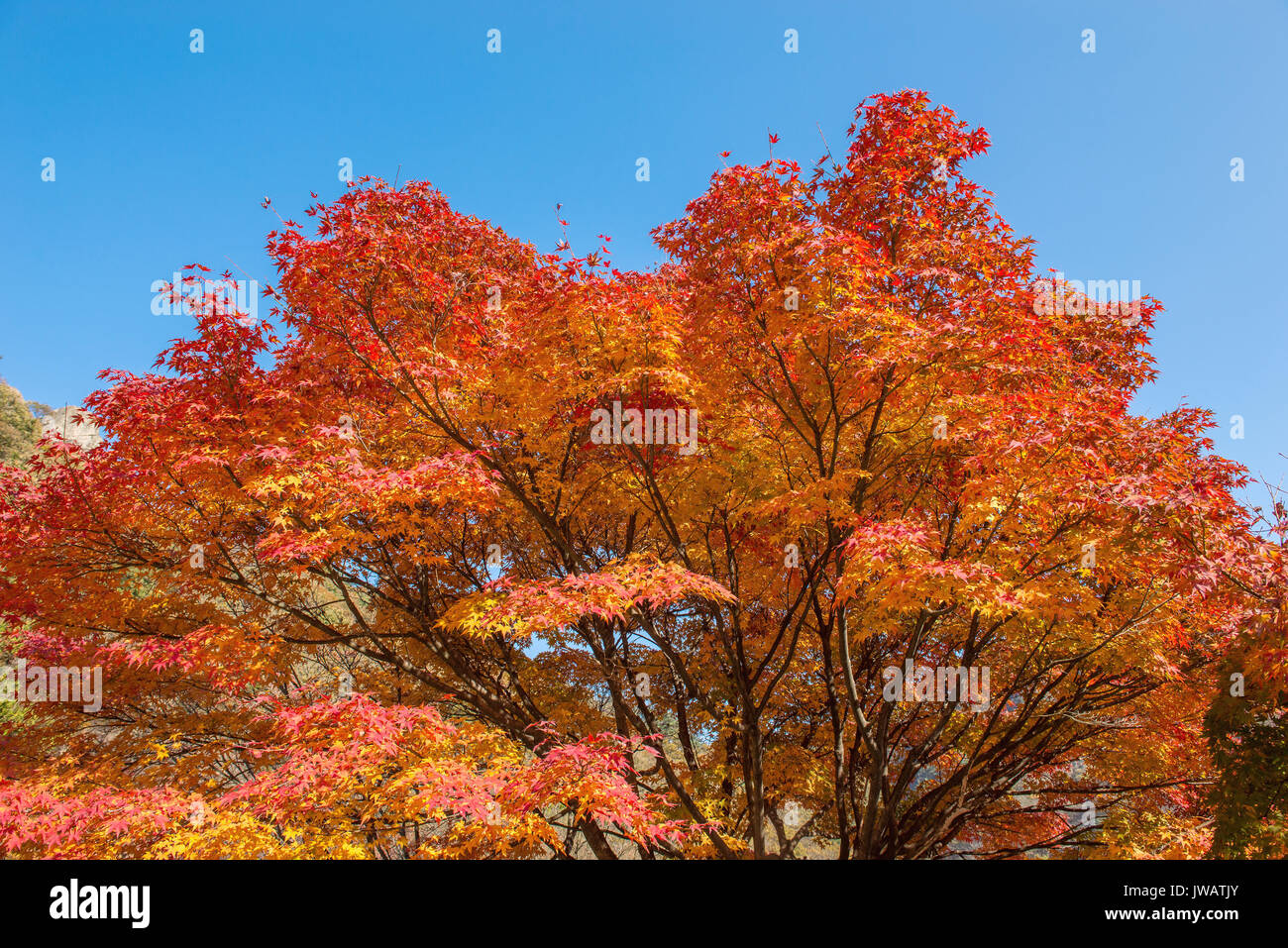 Maple tree in autumn in korea Stock Photo - Alamy