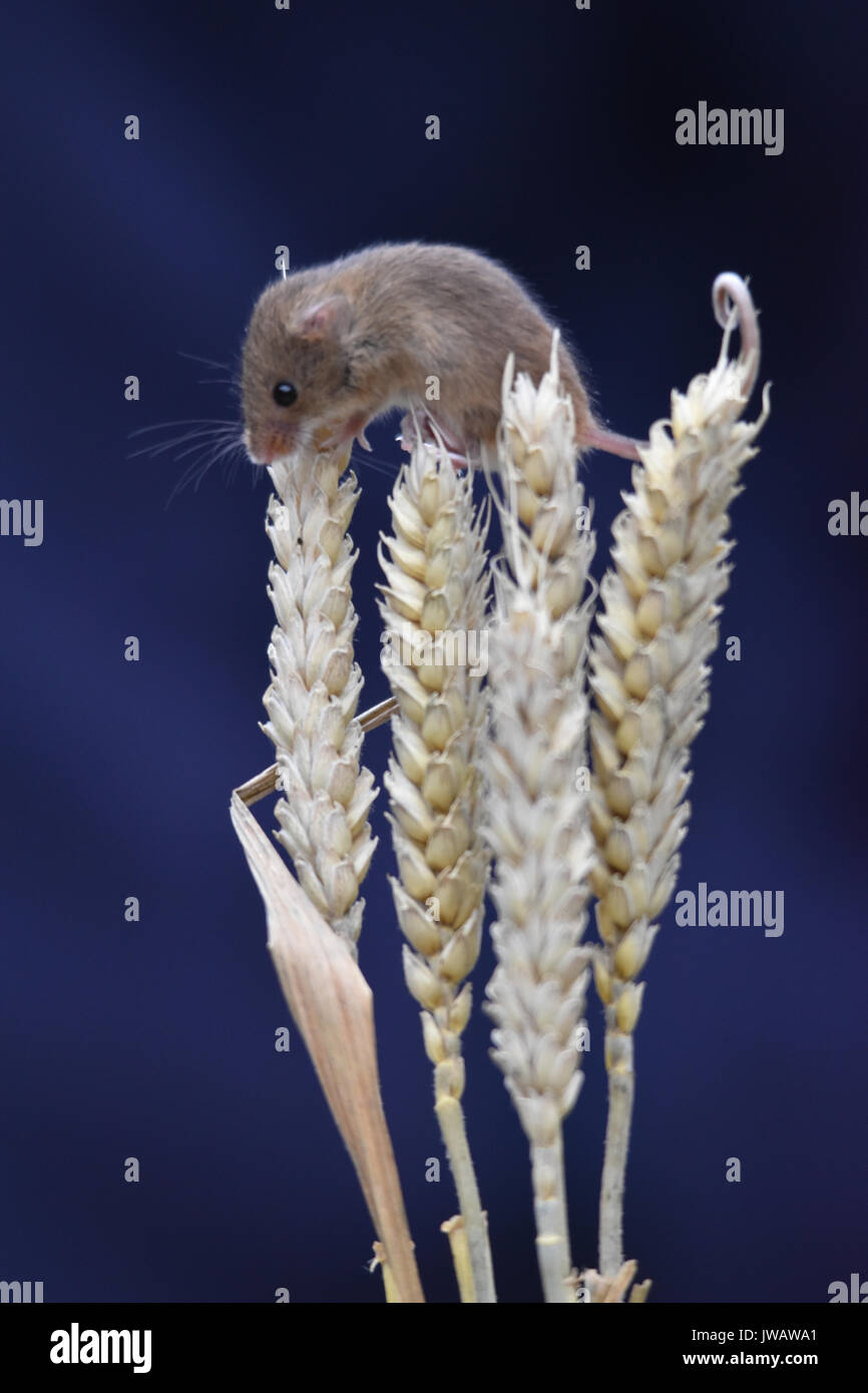 Harvest Mouse sitting on Wheat stem Stock Photo - Alamy