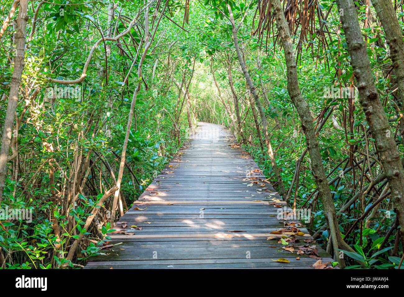 Mangrove timber hi-res stock photography and images - Alamy