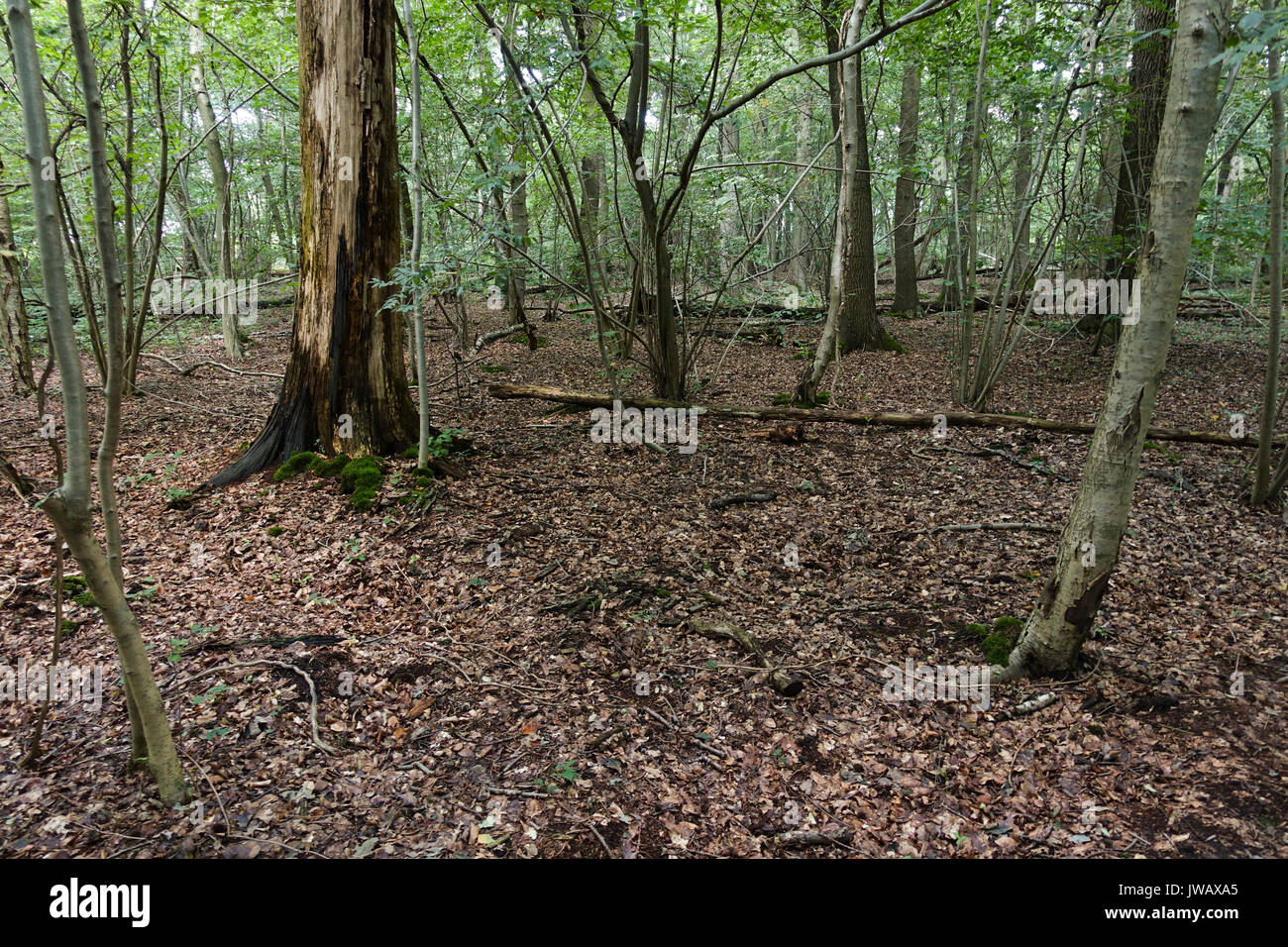 Moist deciduous forests hi-res stock photography and images - Alamy