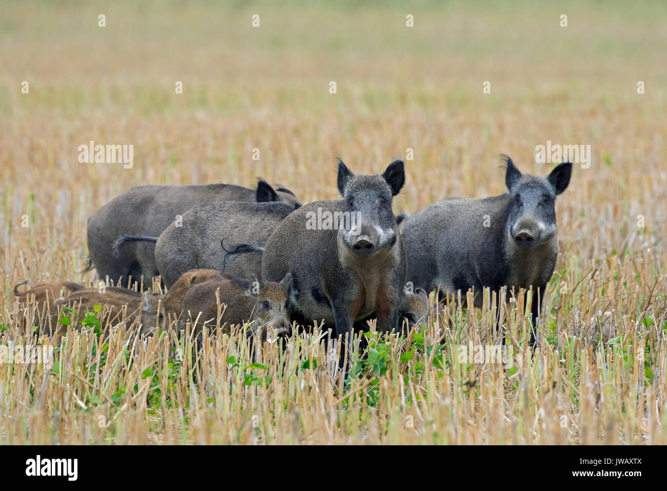 Wild boar (Sus scrofa) sows with piglets crossing a stubblefield in ...