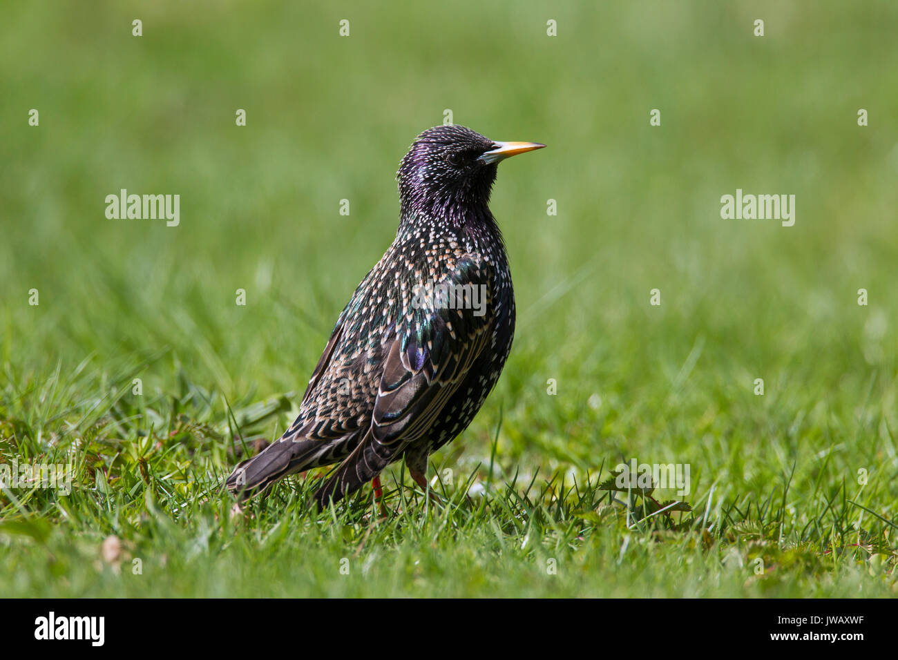 Starling in breeding plumage hi-res stock photography and images - Alamy