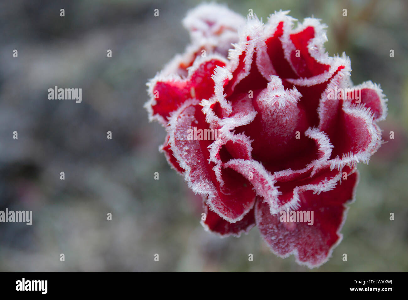 A frozen red rose Stock Photo - Alamy