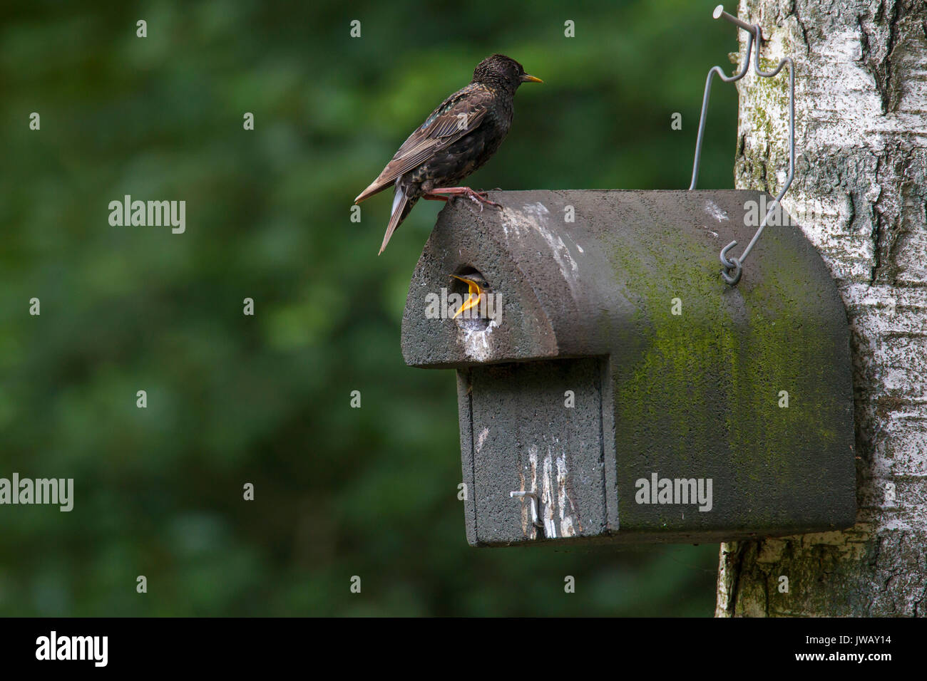 Common starling / European starling (Sturnus vulgaris) on nest box with ...