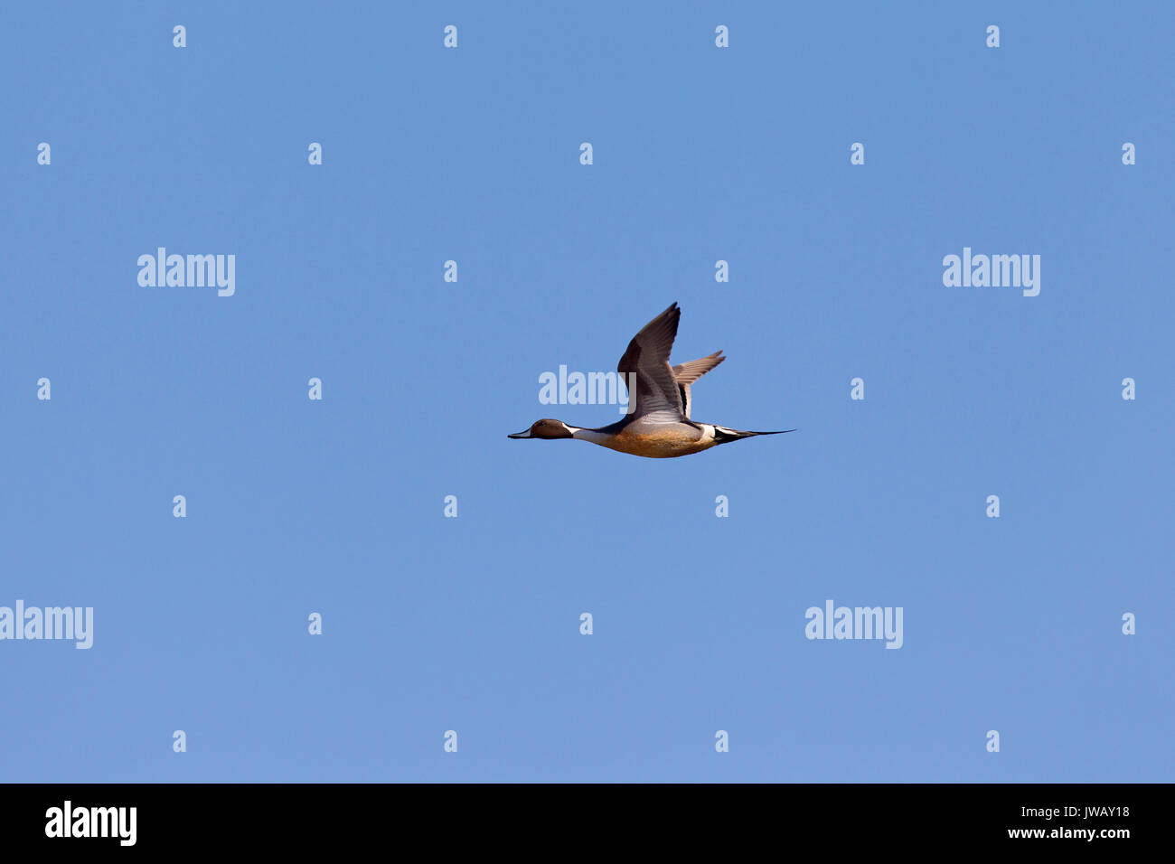 Flying pintails hi-res stock photography and images - Alamy