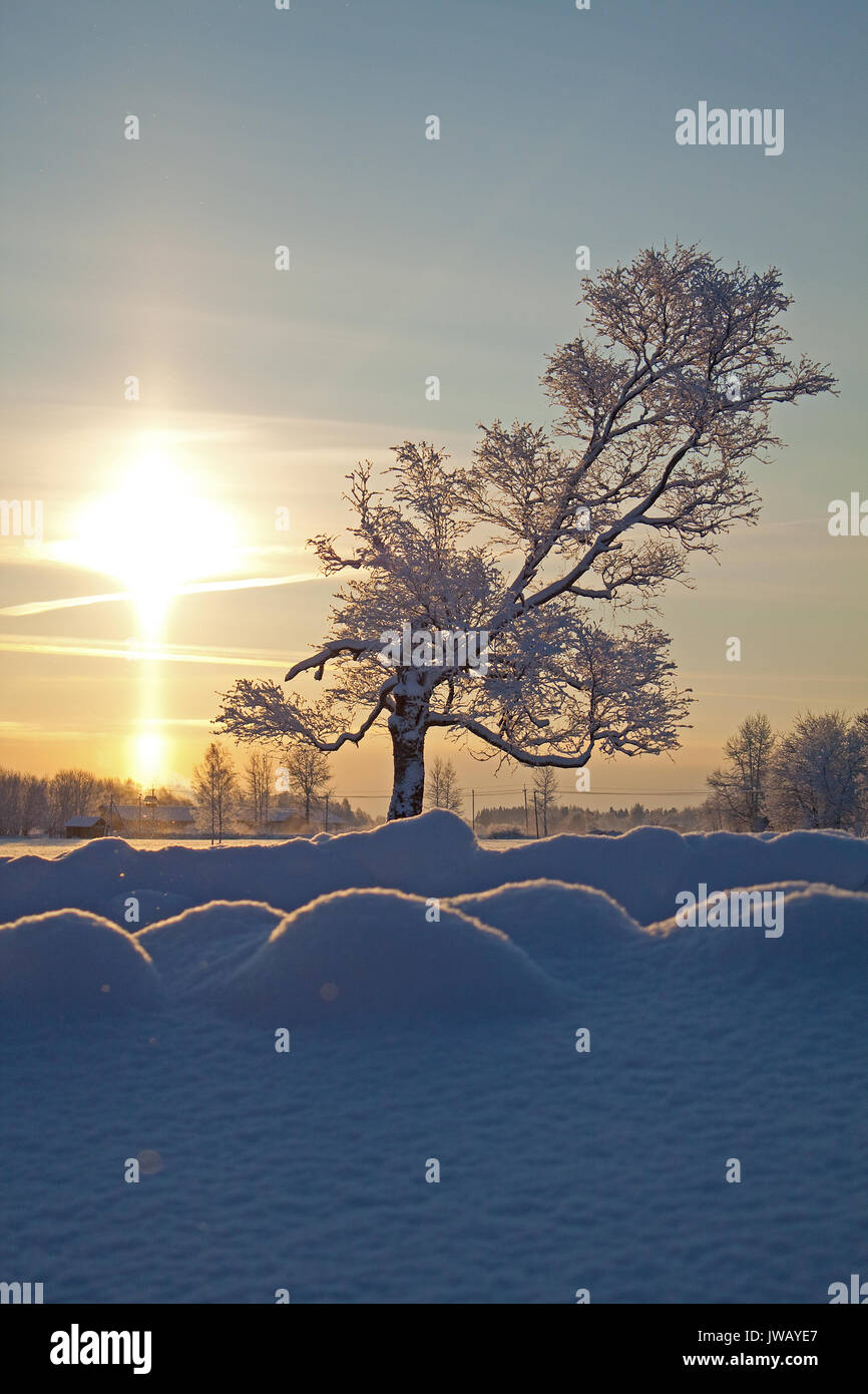 Rising sun and solitary tree hi-res stock photography and images - Alamy