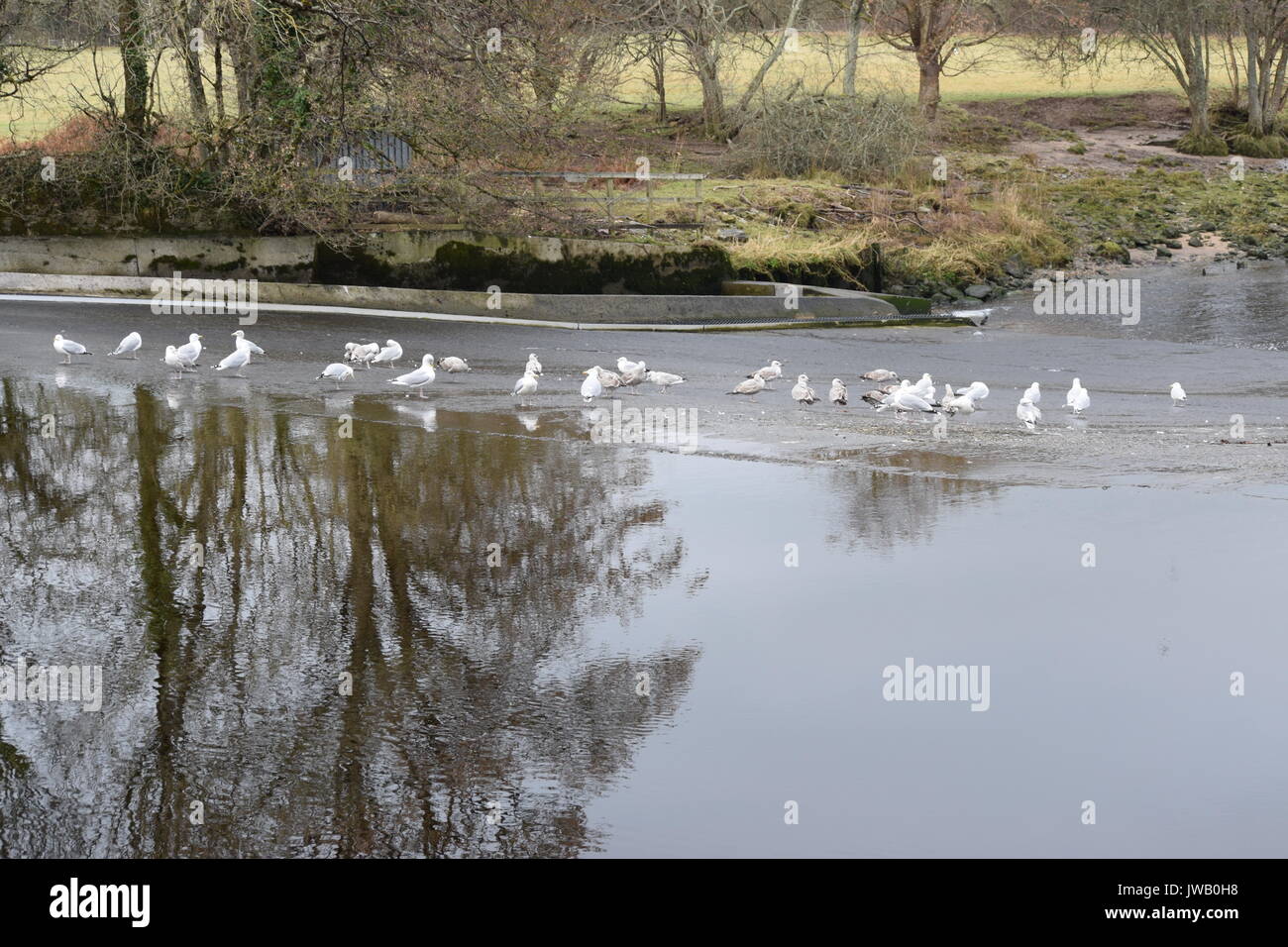 Animals and wildlife in the river Stock Photo - Alamy