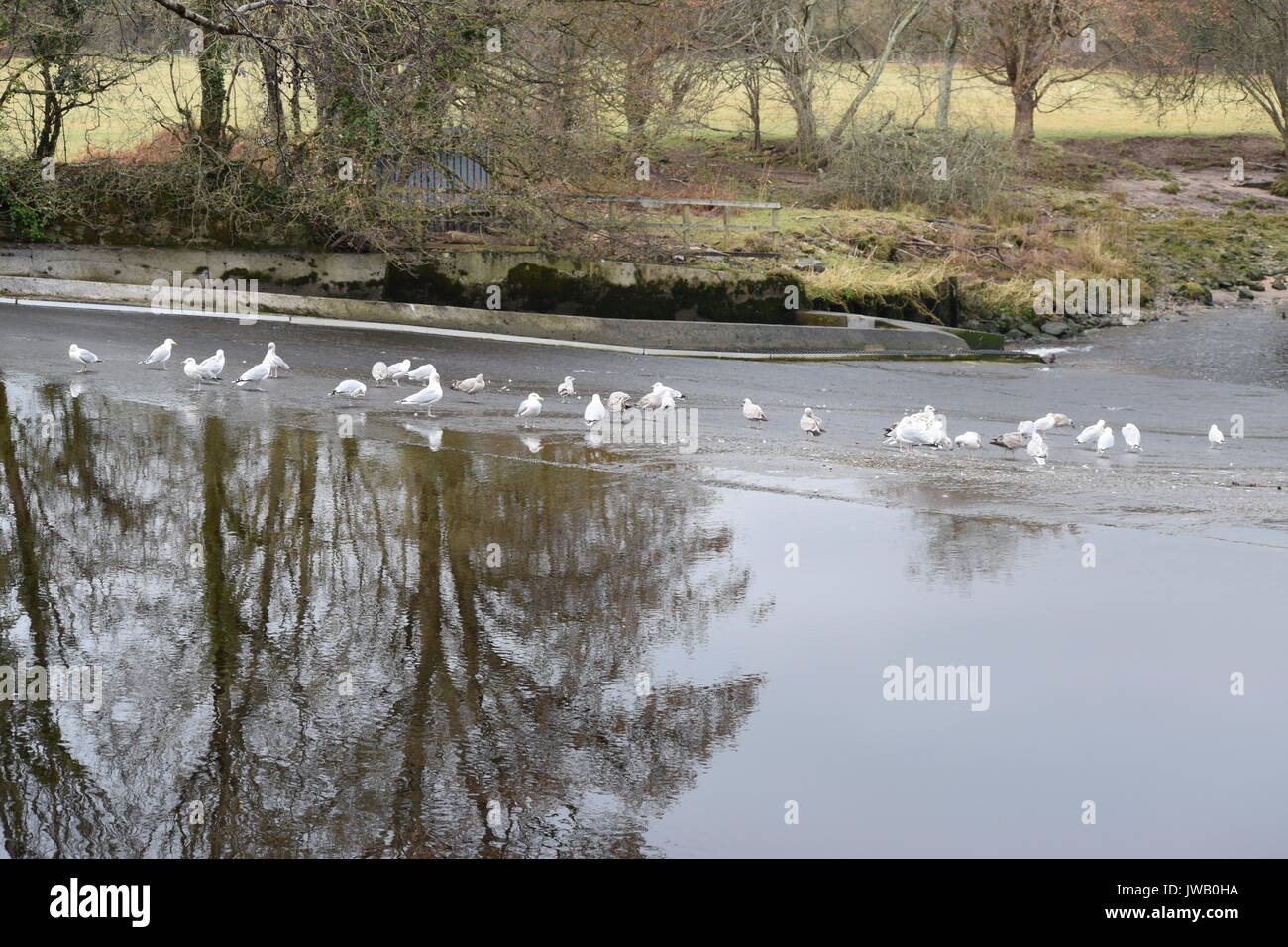 Animals and wildlife in the river Stock Photo - Alamy
