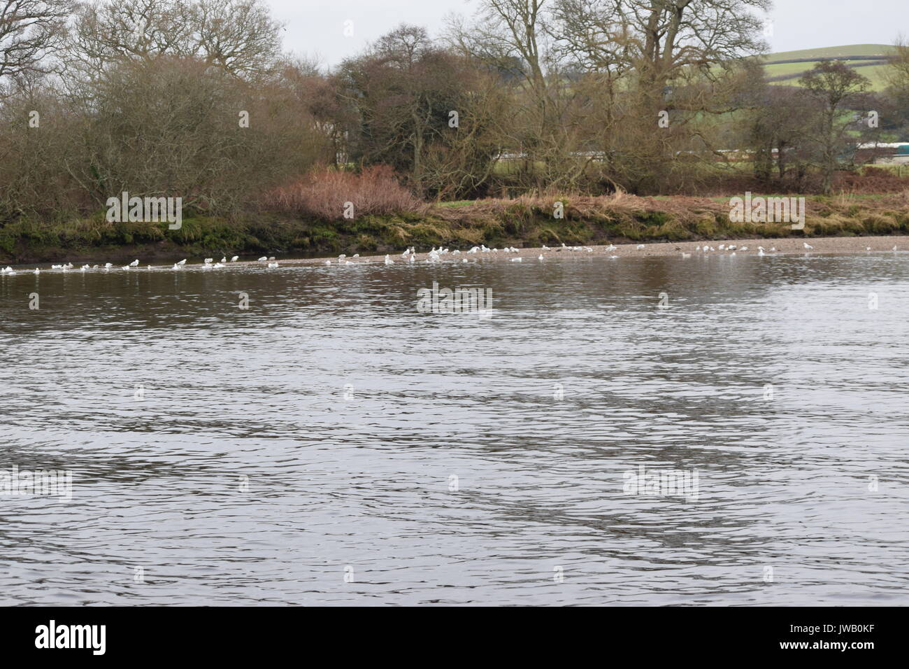Animals and wildlife in the river Stock Photo - Alamy