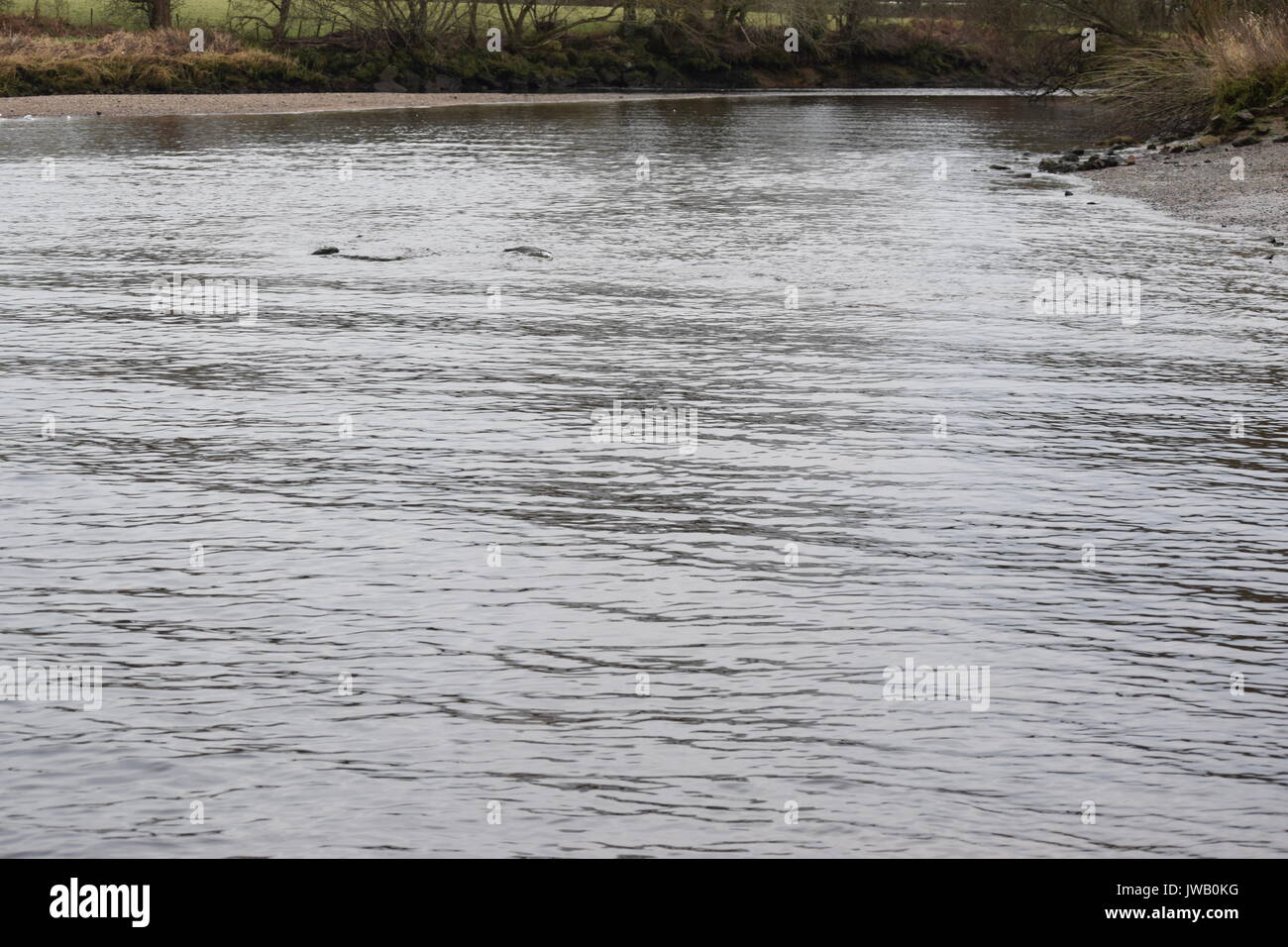 Animals and wildlife in the river Stock Photo - Alamy