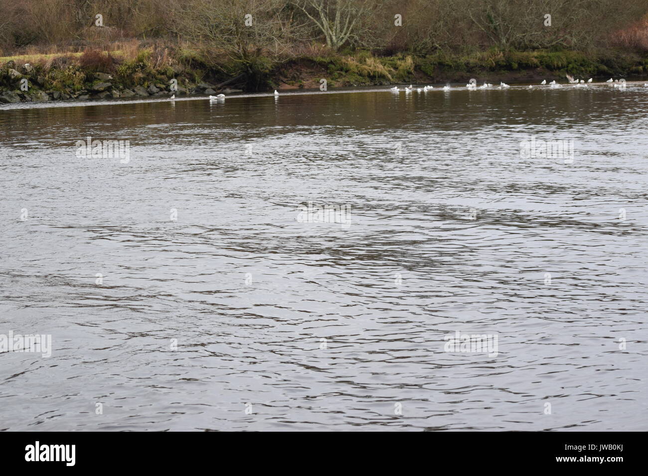 Animals and wildlife in the river Stock Photo - Alamy
