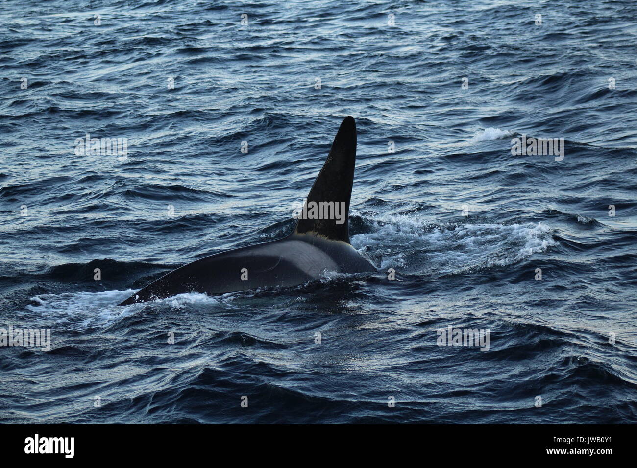 Orca pod circle hi-res stock photography and images - Alamy