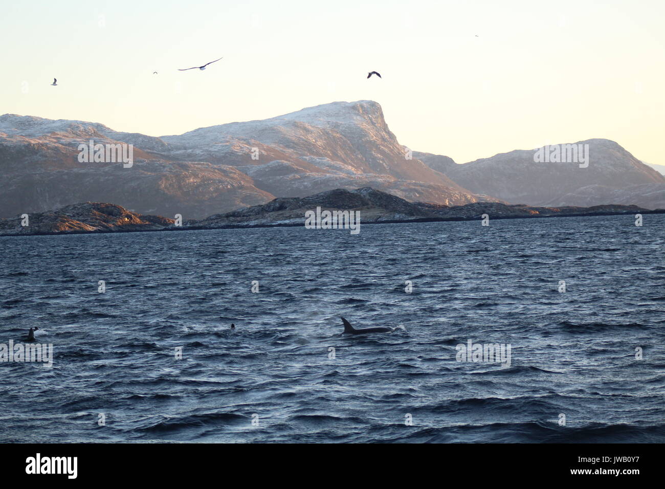 Flying fin hi-res stock photography and images - Alamy