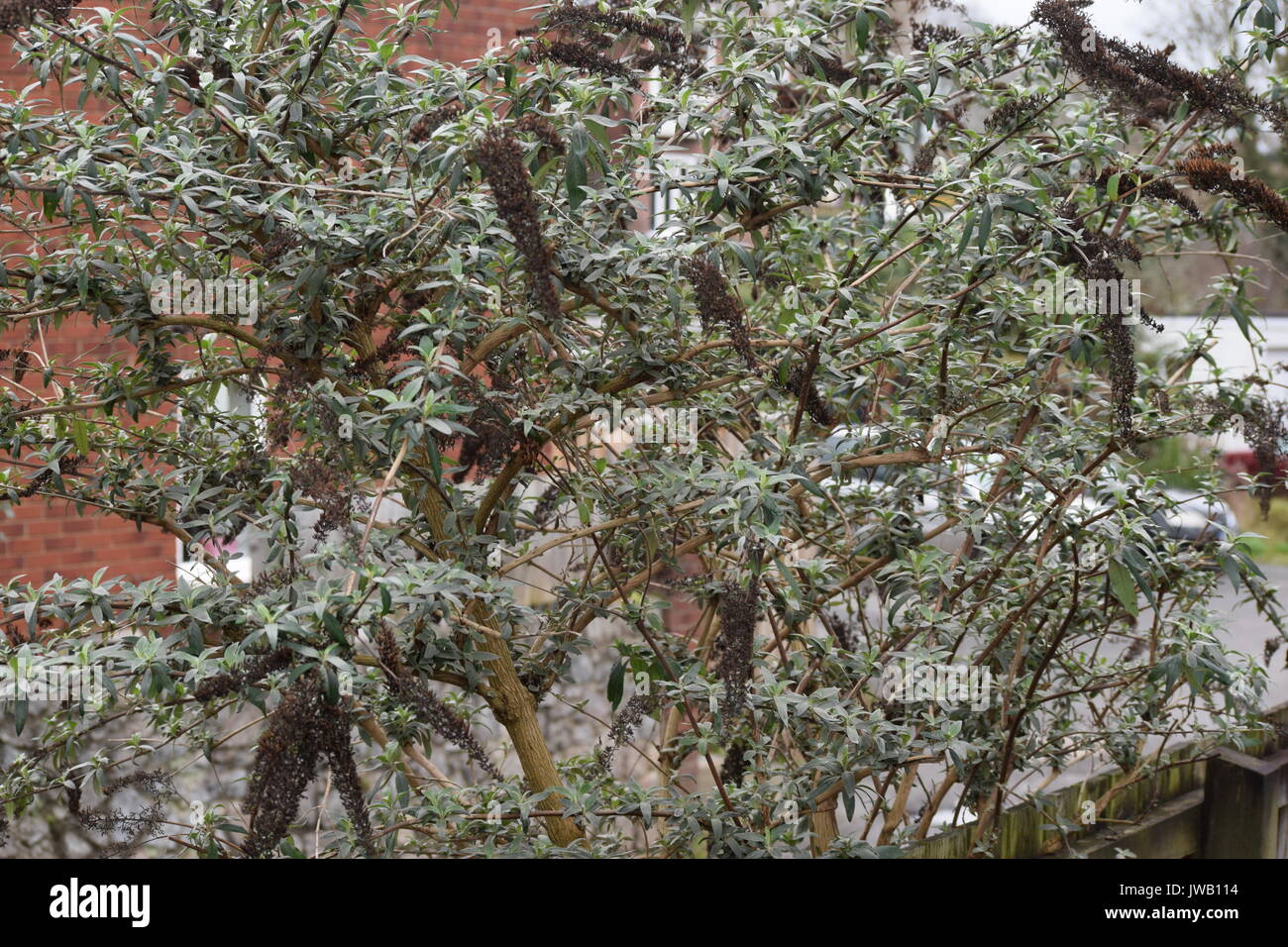 Messy bushes with rubbish Stock Photo - Alamy