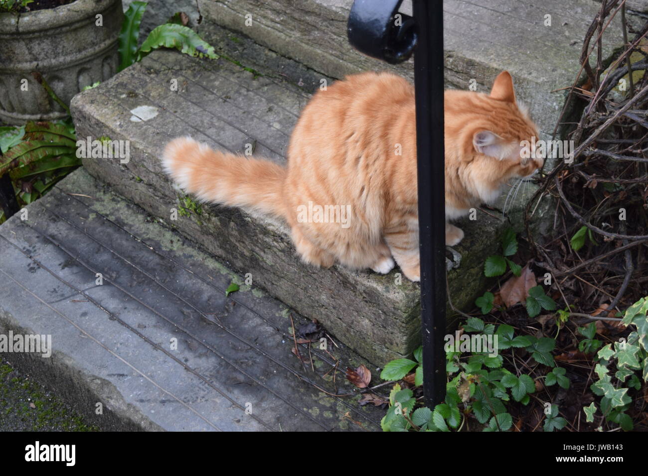 Little orange kitten sitting down hi-res stock photography and images ...