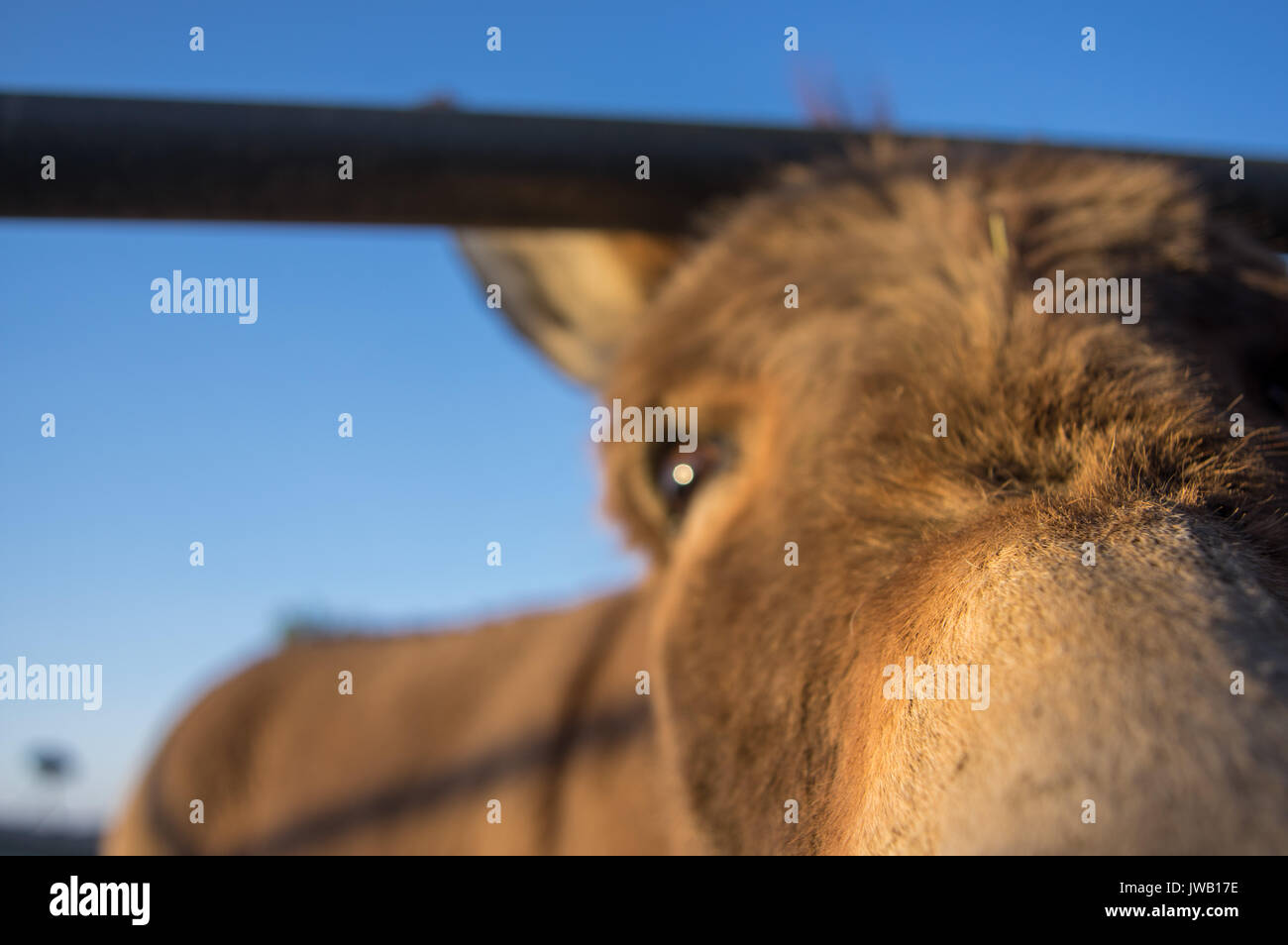 Donkey fur texture hi-res stock photography and images - Alamy