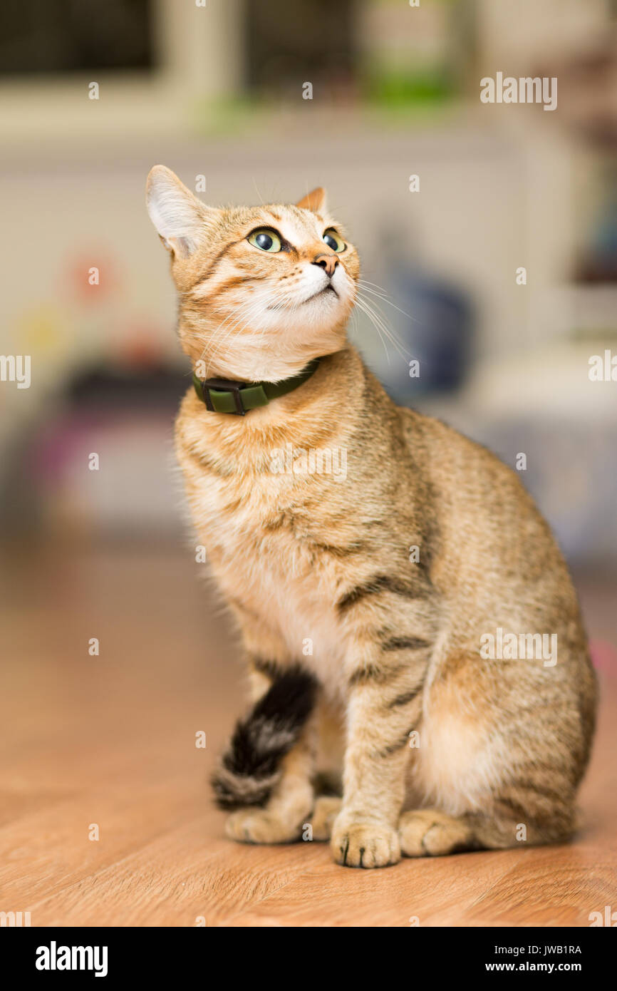 Reed cat hi-res stock photography and images - Alamy