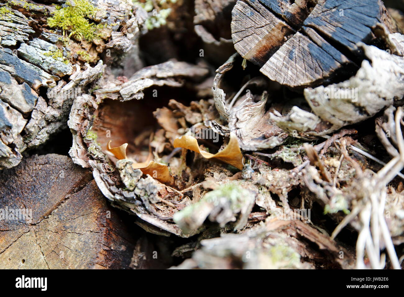 Holzstamm, Holz eigenwillig Stock Photo - Alamy