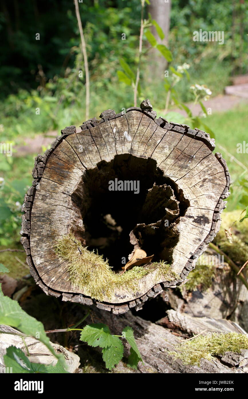Holzstamm , ausgehölt mit Loch in der Mitte Stock Photo - Alamy