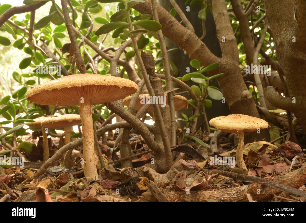 Termitomyces hi-res stock photography and images - Alamy