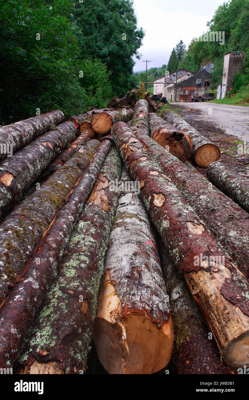 Cut fir trees near an abandonned sawmill, Grandvaux Lake, Jura (France ...
