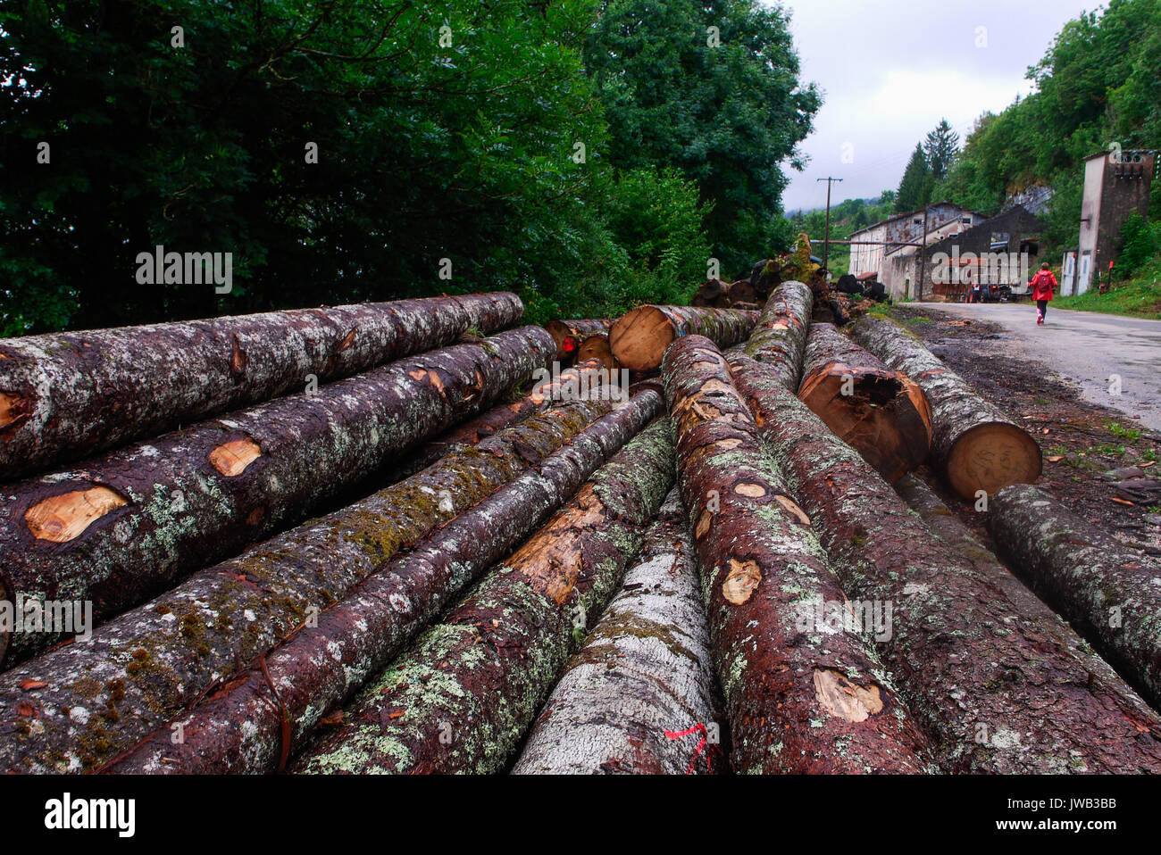 Cut fir trees near an abandonned sawmill, Grandvaux Lake, Jura (France ...